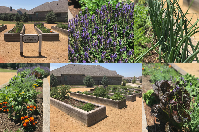 A Light Farms Gem: Sage Gardens - Light Farms